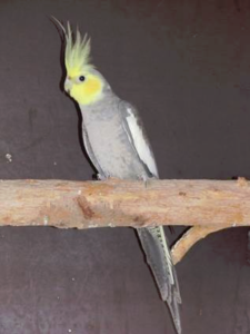 La callopsitte à joues jaunes