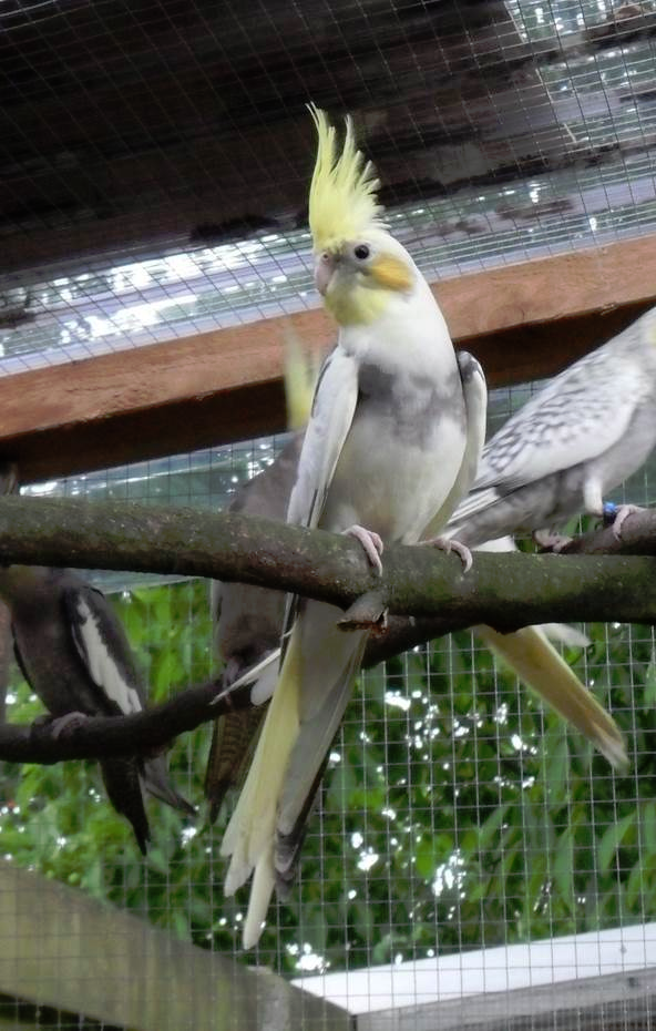La callopsitte à joues jaunes