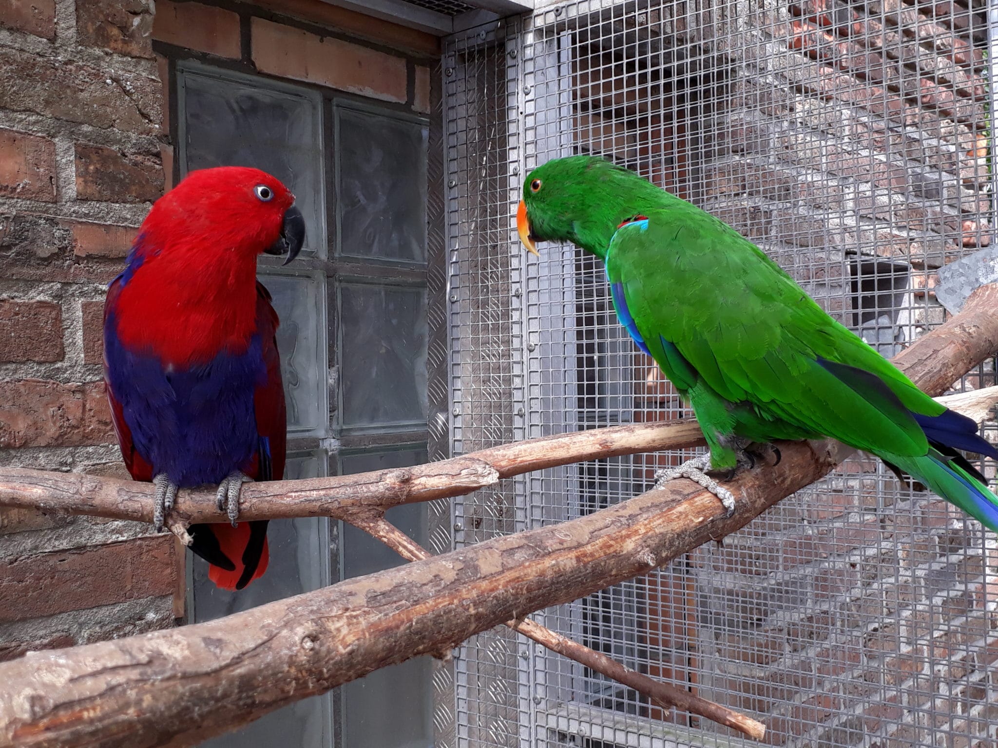 L’élevage avec les Eclectus