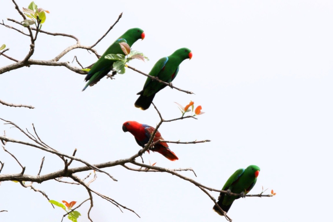 Un Perroquet Hors Norme : Le Monde Étonnant de l’Eclectus (Eclectus ...