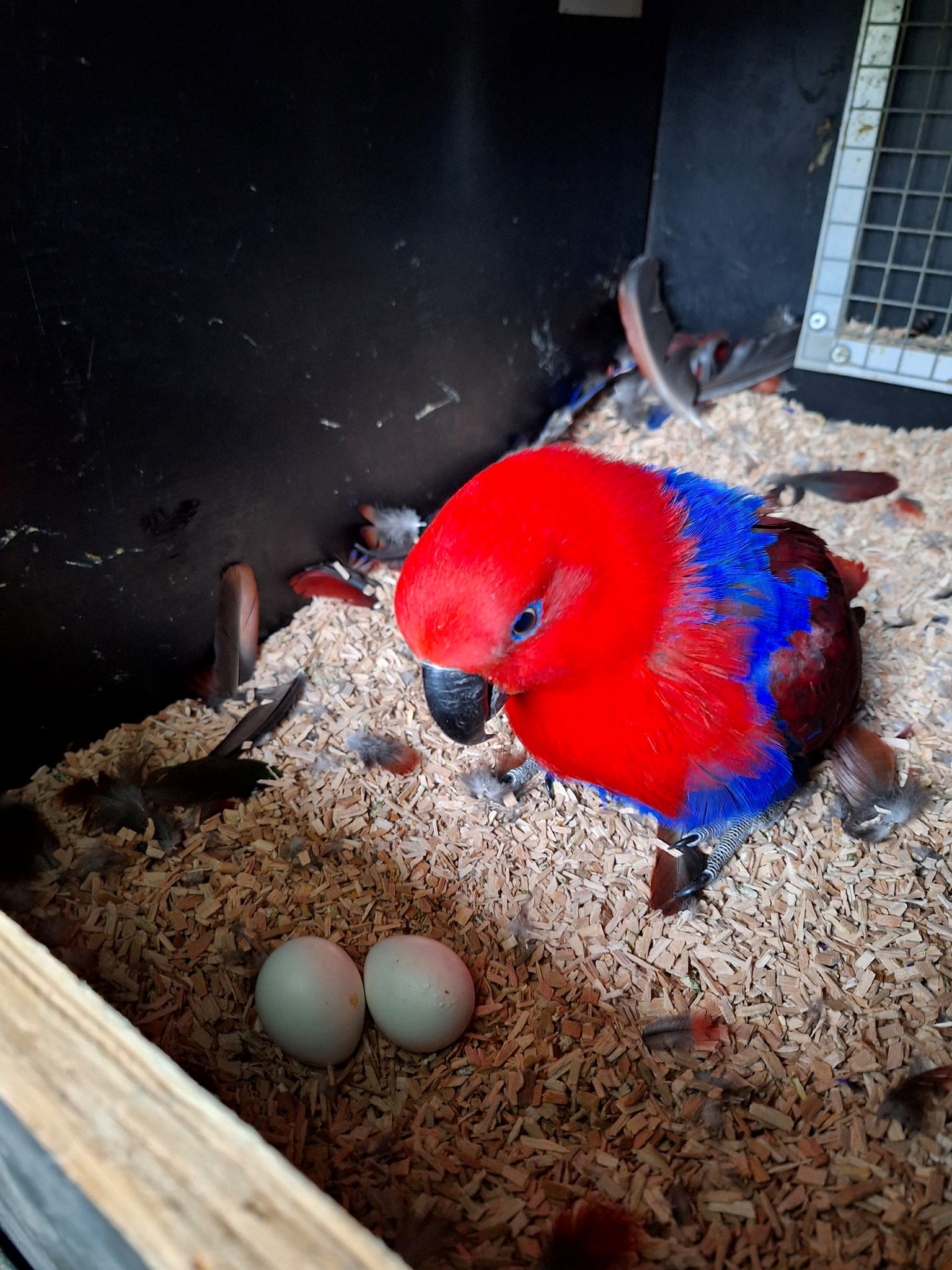 Un Perroquet Hors Norme : Le Monde Étonnant de l’Eclectus (Eclectus ...